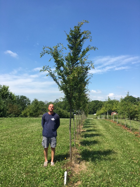 Shade Trees – Charlotte Creek Nursery