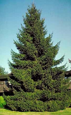 Norway Spruce – Charlotte Creek Nursery
