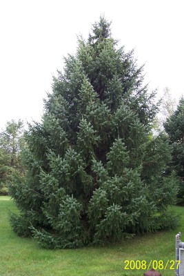 Serbian Spruce – Charlotte Creek Nursery