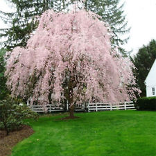 Pink Snow Showers Cherry – Charlotte Creek Nursery