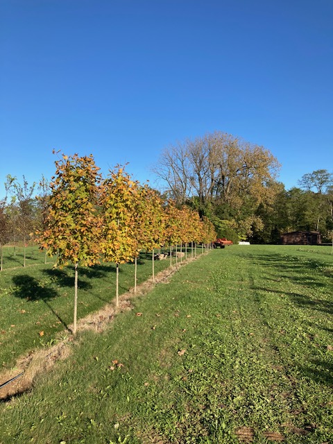 Sugar Maples Nursery fall – Charlotte Creek Nursery
